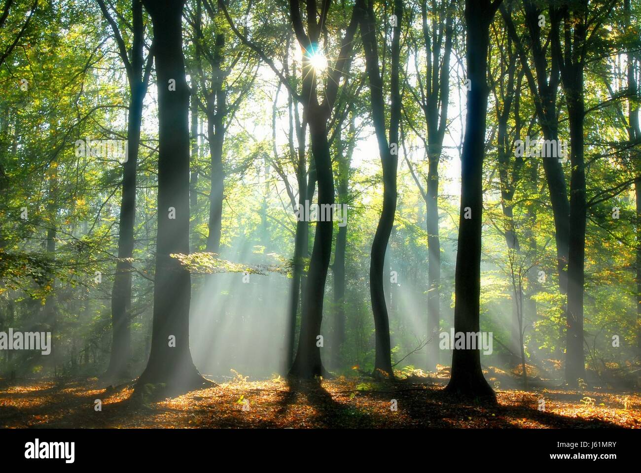 tree sunlight zen forest nature fall autumn religious tree trees wood ...