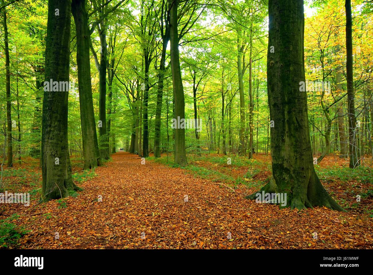 tree park path way lawn green forest nature fall autumn beautiful ...