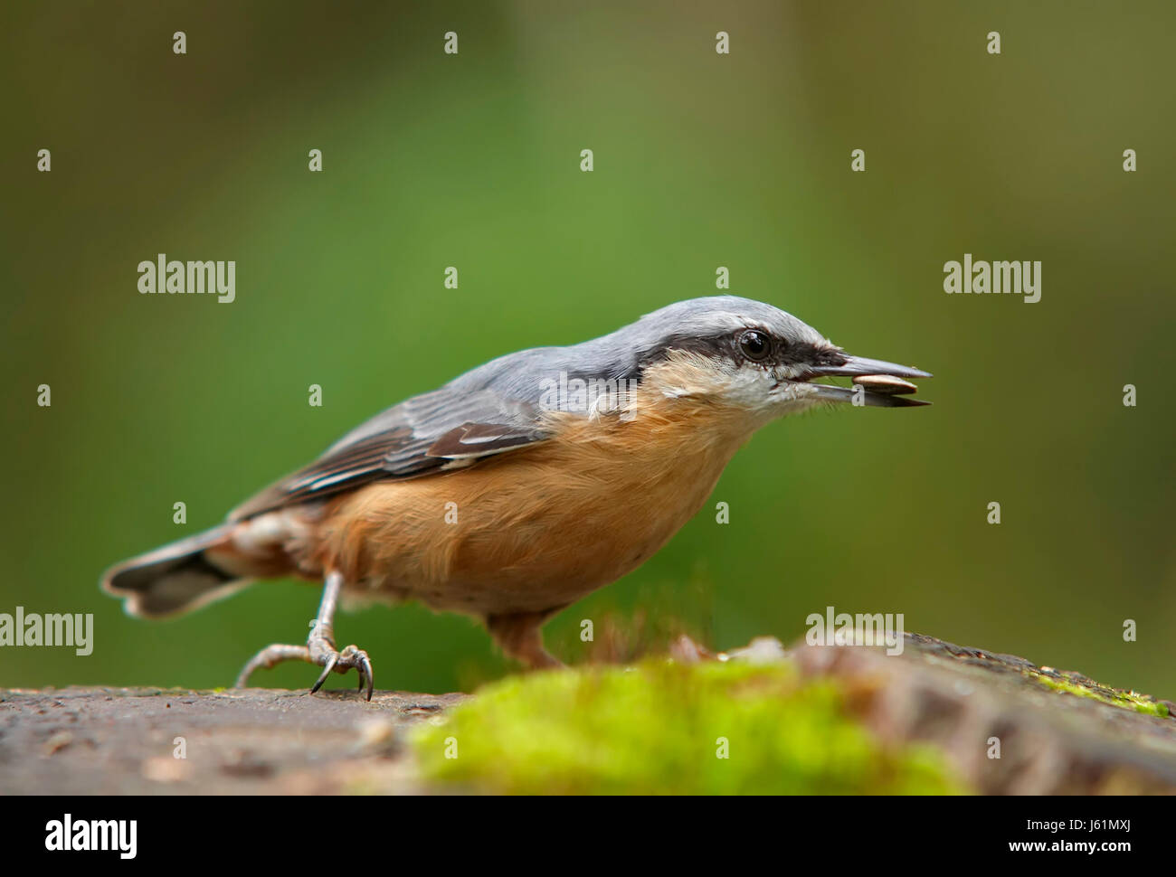 bird beak snapshot wings eating eat eats animal bird beak snapshot ...