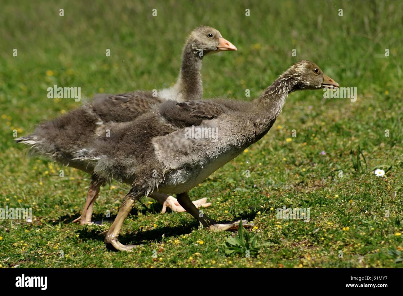 bird birds chick goose migrant birds of passage sport sports run running runs Stock Photo - Alamy