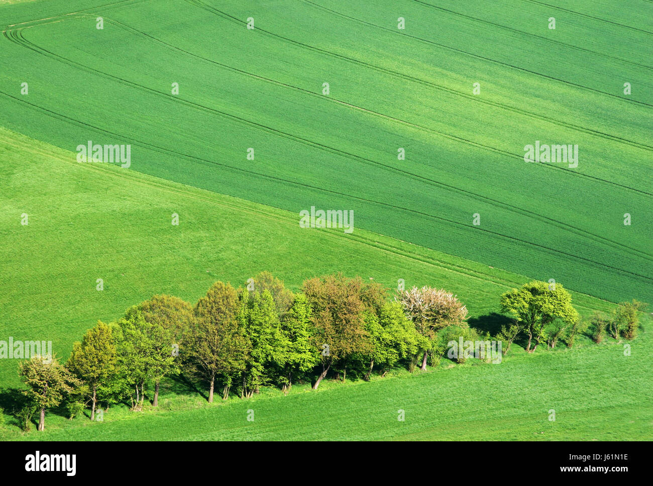 green field sense row a row of trees meadow scenery countryside nature ...