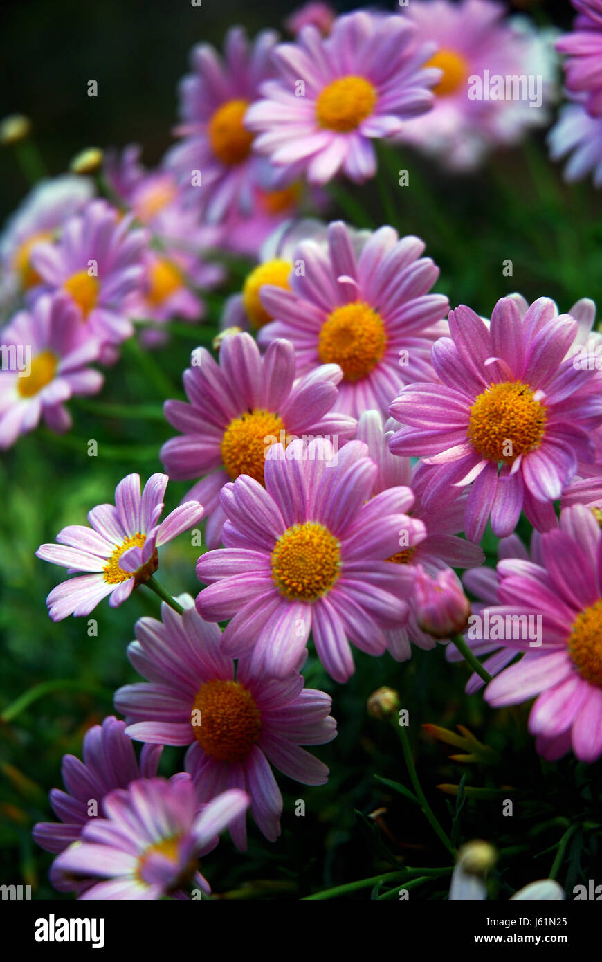 bloom blossom flourish flourishing flower flowers plant meadow nature ...