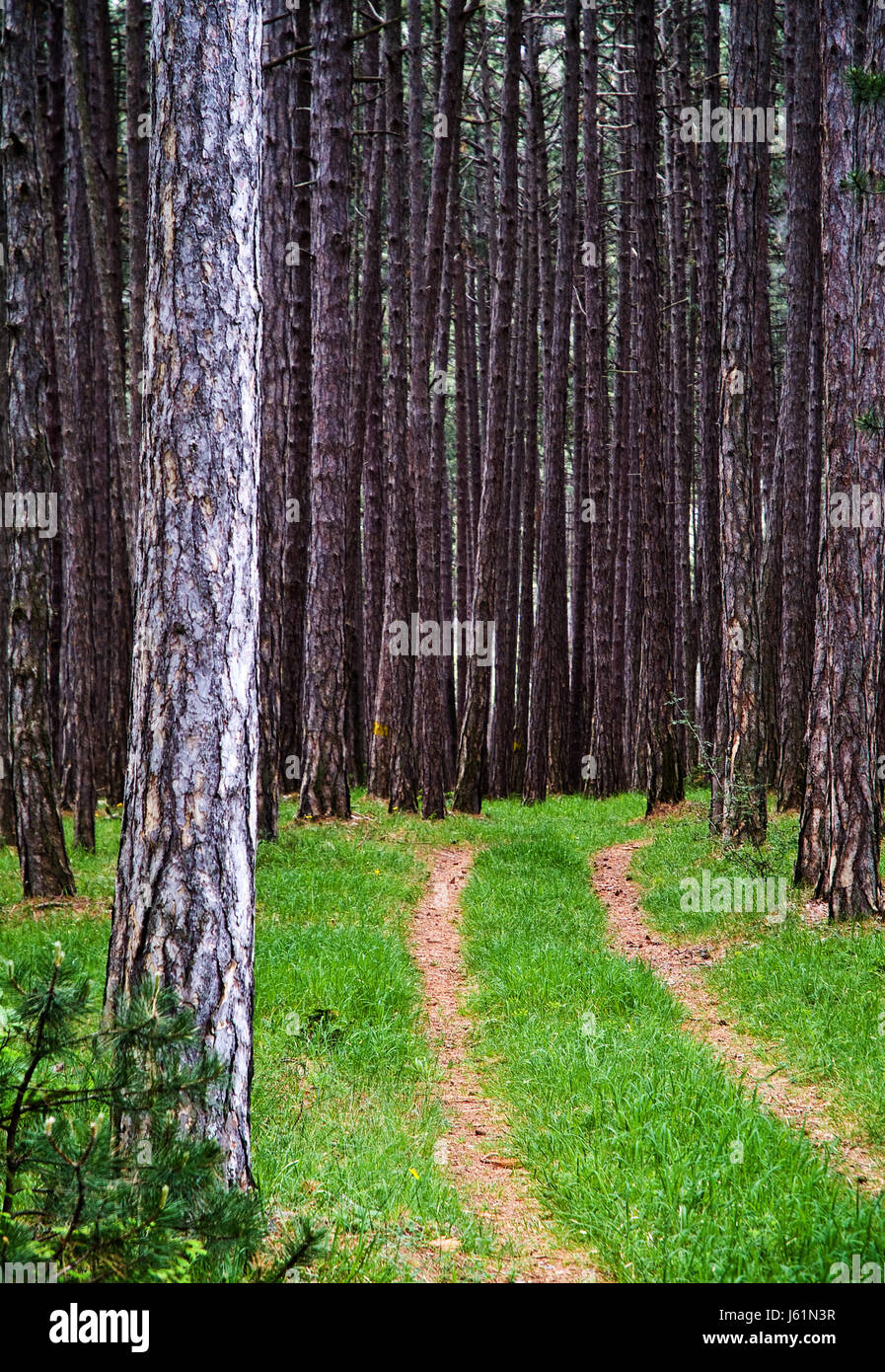 tree trees trunk hike go hiking ramble pines forest migrate nature tree ...