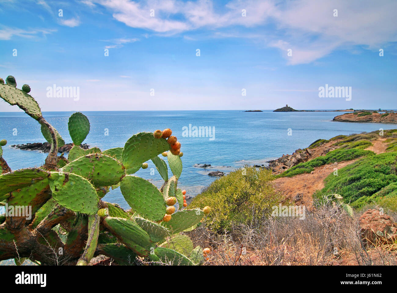 beach seaside the beach seashore azure cactus salt water sea ocean ...
