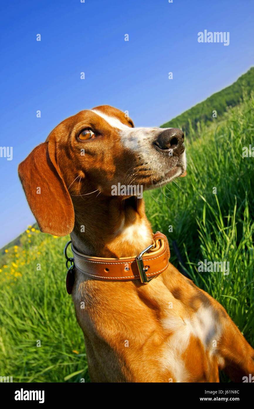 dog look glancing see view looking peeking looking at skin dog mongrel ...