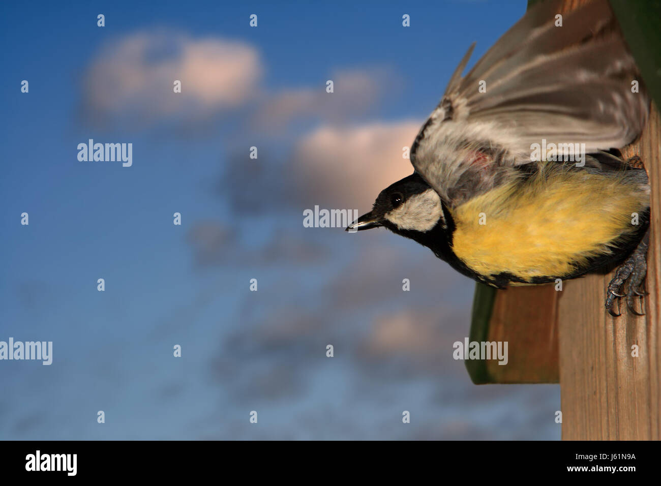 tree bird birds branch feathering titmouse great titmouse singing-bird ...