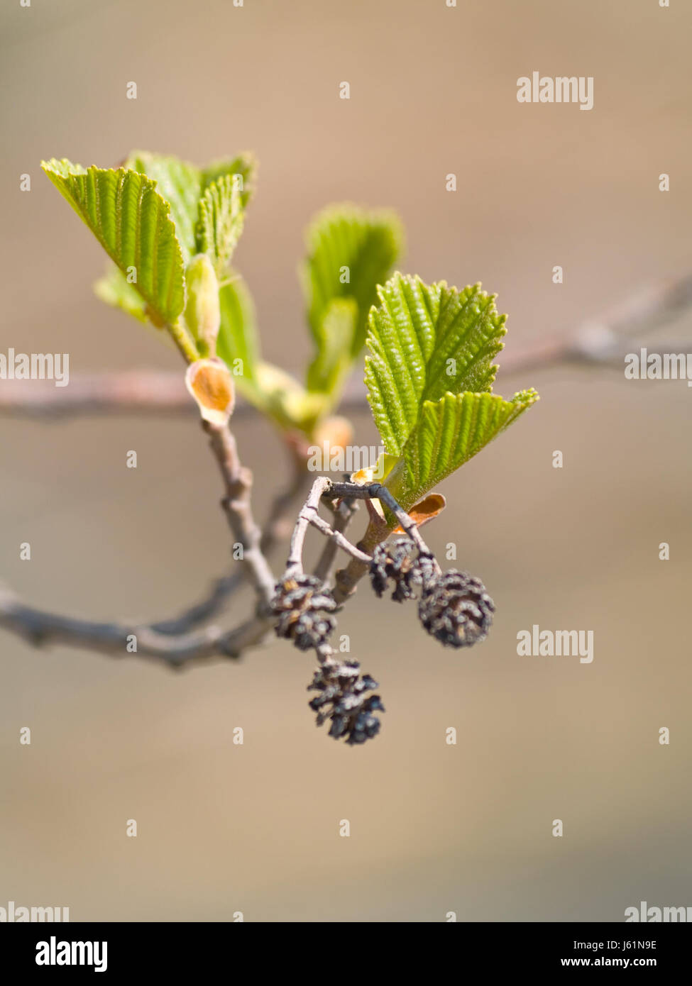 leaf tree spring bouncing bounces hop skipping frisks jumping jump ...
