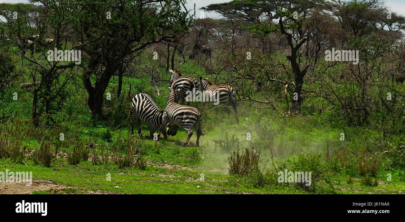 africa zebras tanzania fight africa mammals zebras tanzania bulls ...