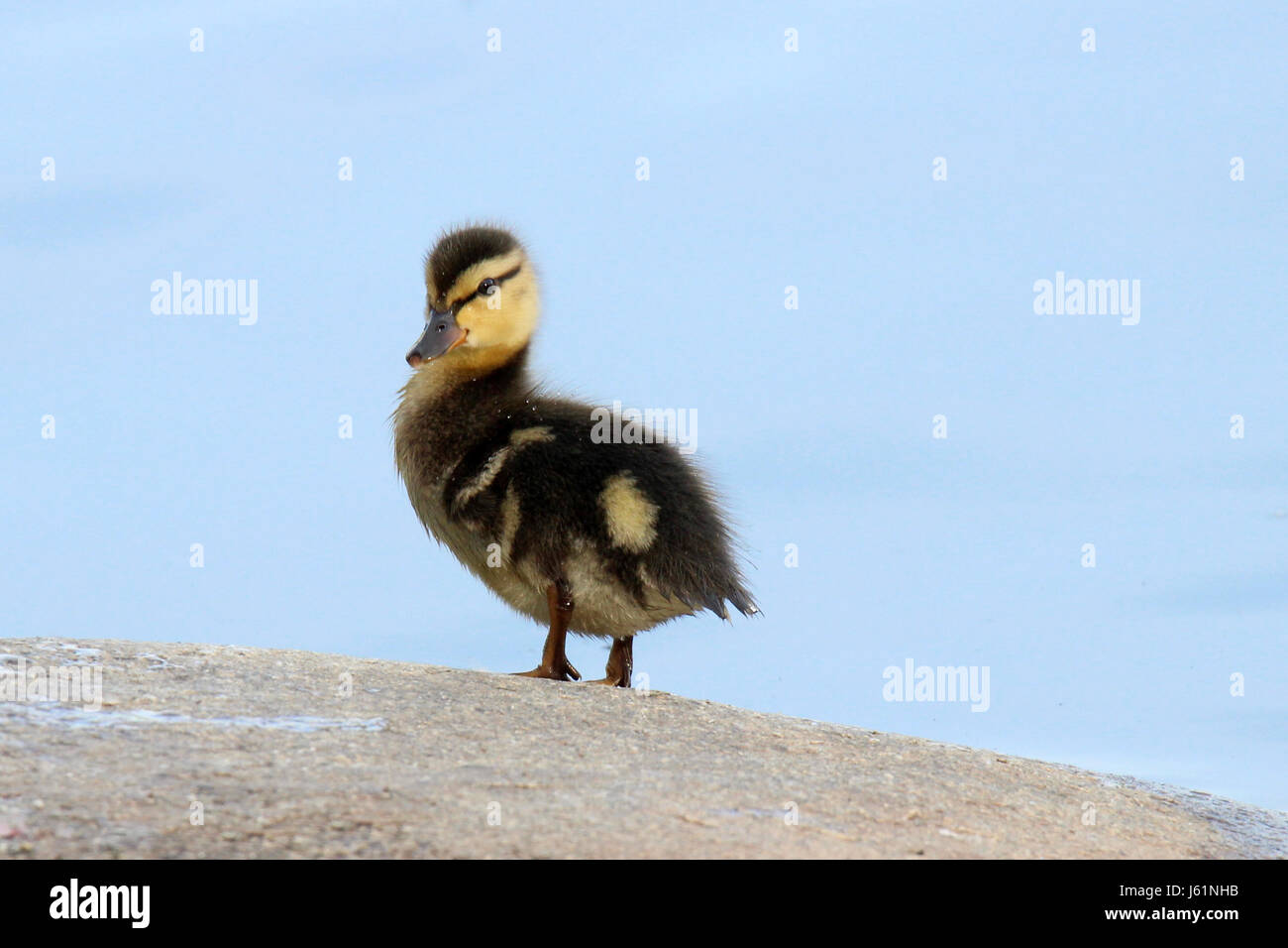 A little mallard duck duckling standing on a rock Stock Photo - Alamy