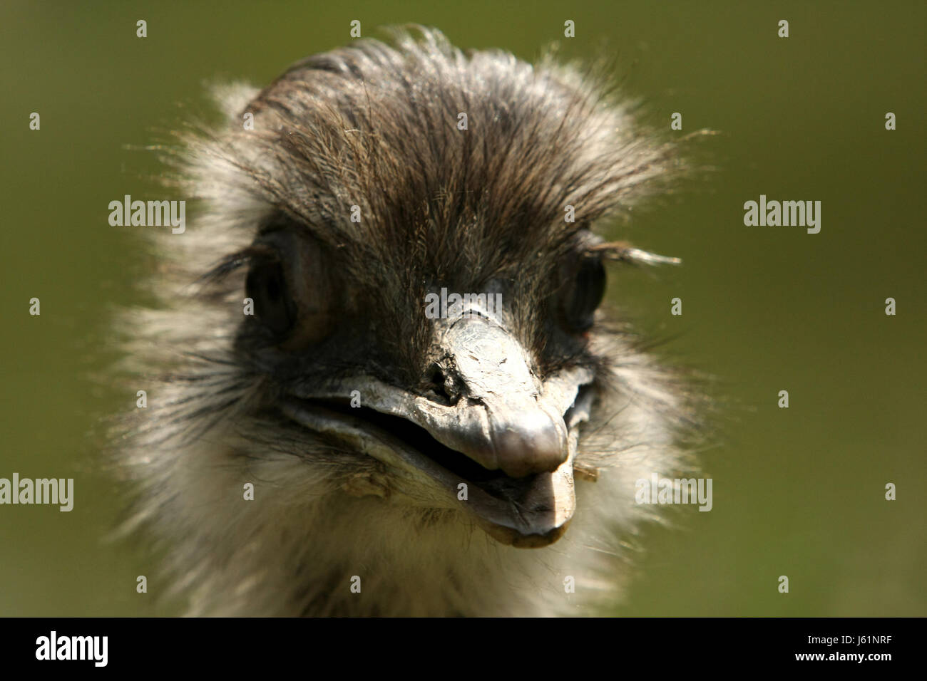 bird birds ostrich nosegay bird birds ostrich cursorial birds nosegay ...