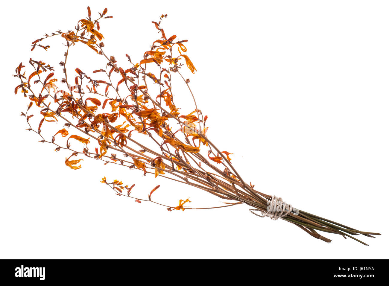 Dried stems, leaves and flowers of orange color. Studio Photo Stock ...
