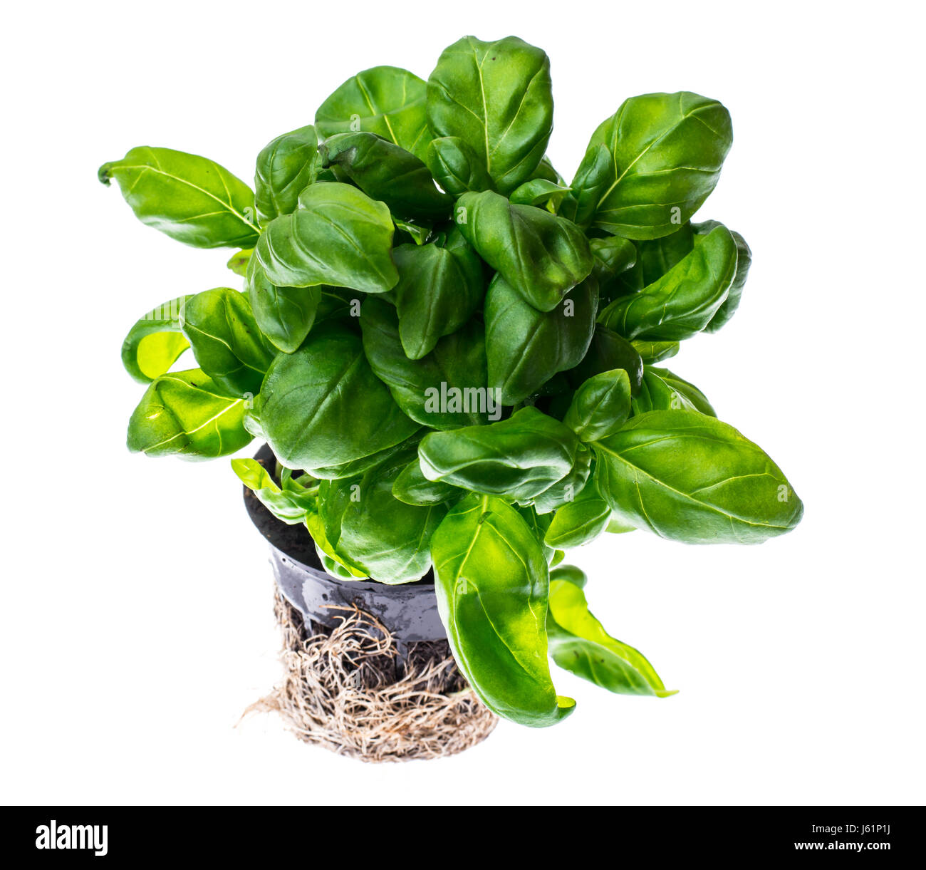 Fresh green basil in plastic container on white background. Studio ...