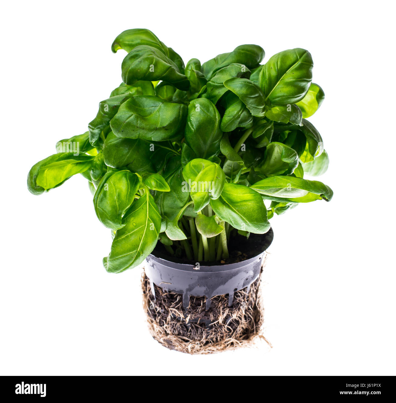 Fresh green basil in plastic container on white background. Studio ...