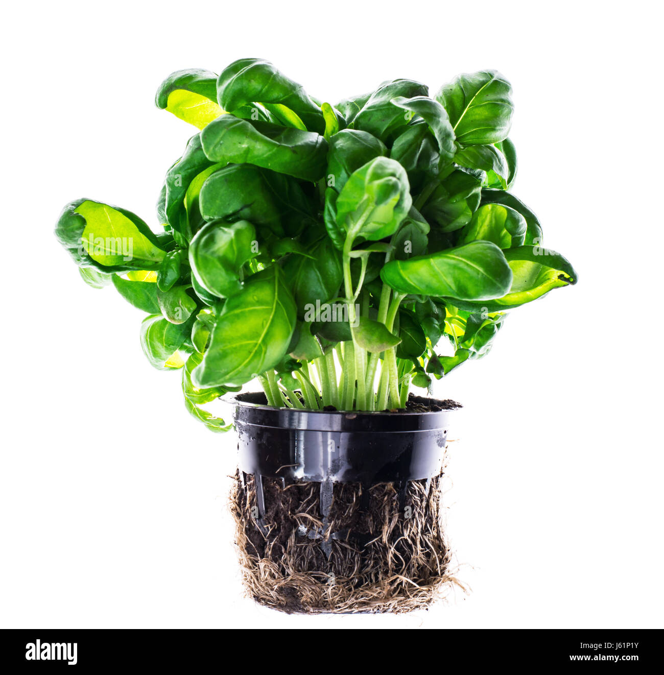 Fresh green basil in plastic container on white background. Studio ...