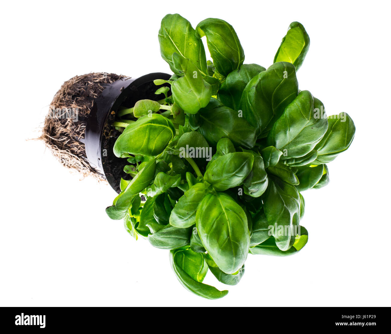 Fresh green basil in plastic container on white background. Studio ...
