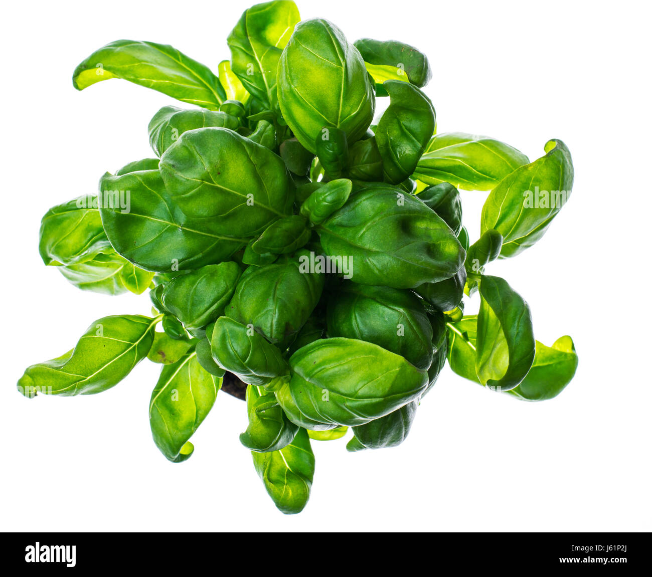 Fresh green basil in plastic container on white background. Studio ...