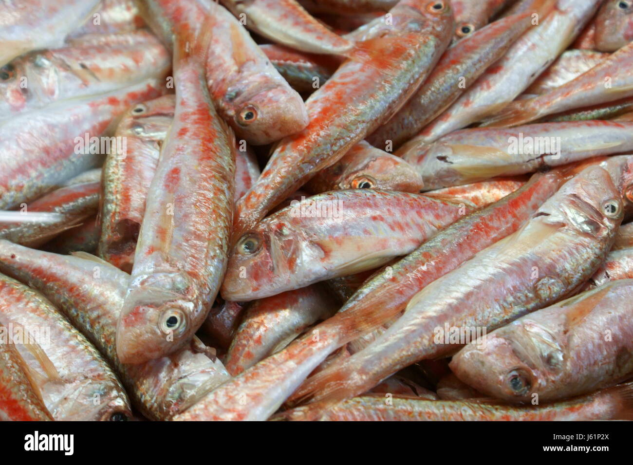 fish eyes bright shiny mackerel dead fish eyes lie lying lies bright ...