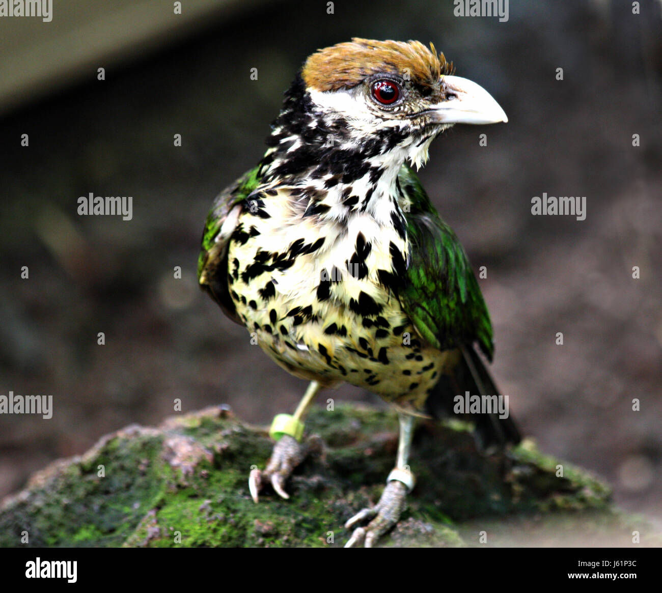 bird coloured colourful gorgeous multifarious richly coloured eye organ ...