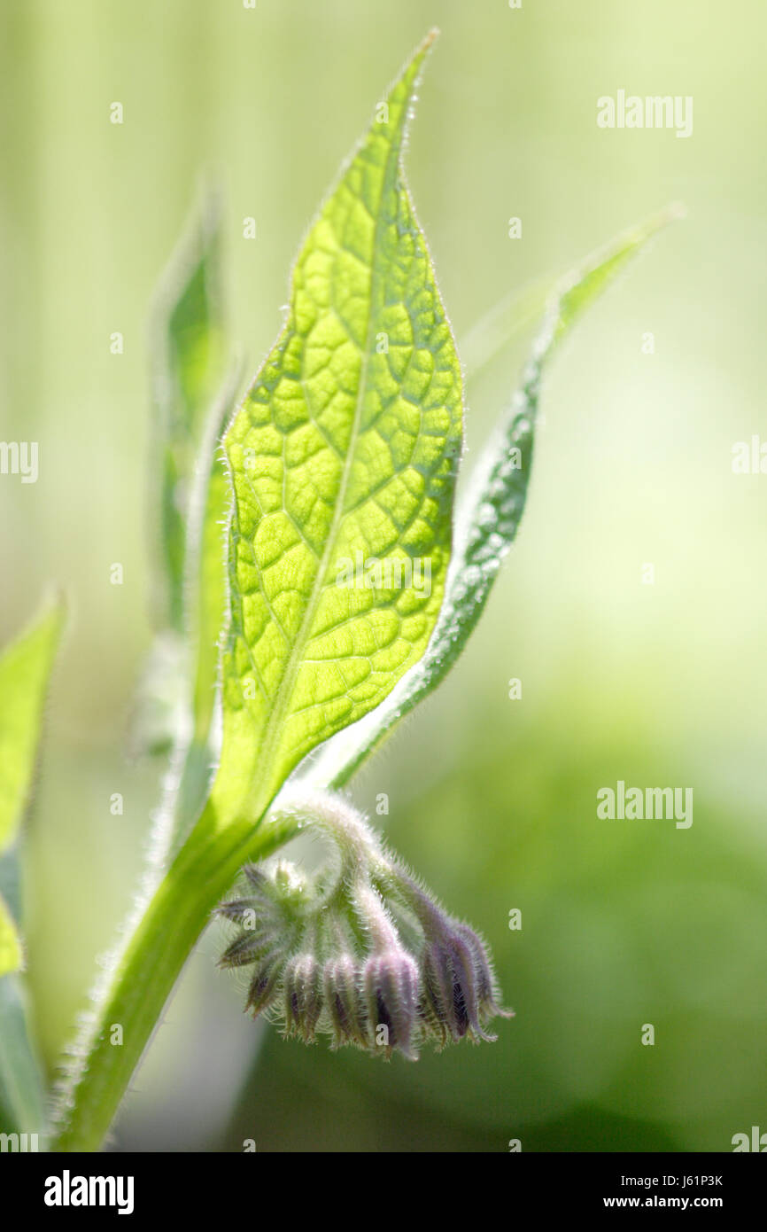 flora botany medicinal plant plant flora botany location shot medicinal ...