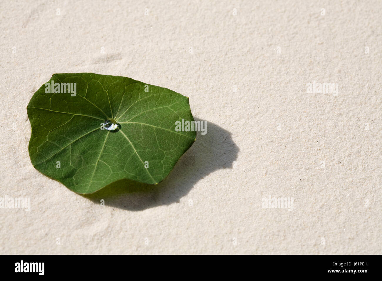 raindrop reflex page sheet sands sand water drop drip drops seeping ...