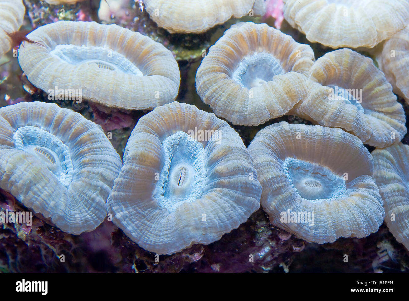 sea water polyps coral macro close-up macro admission close up view ...