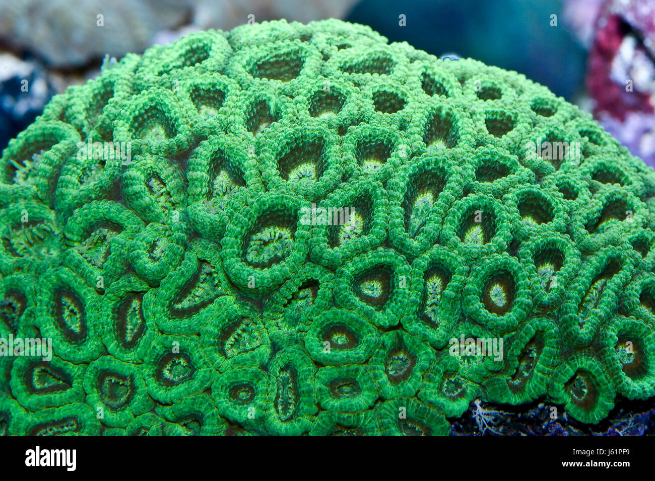 sea water polyps coral macro close-up macro admission close up view ...