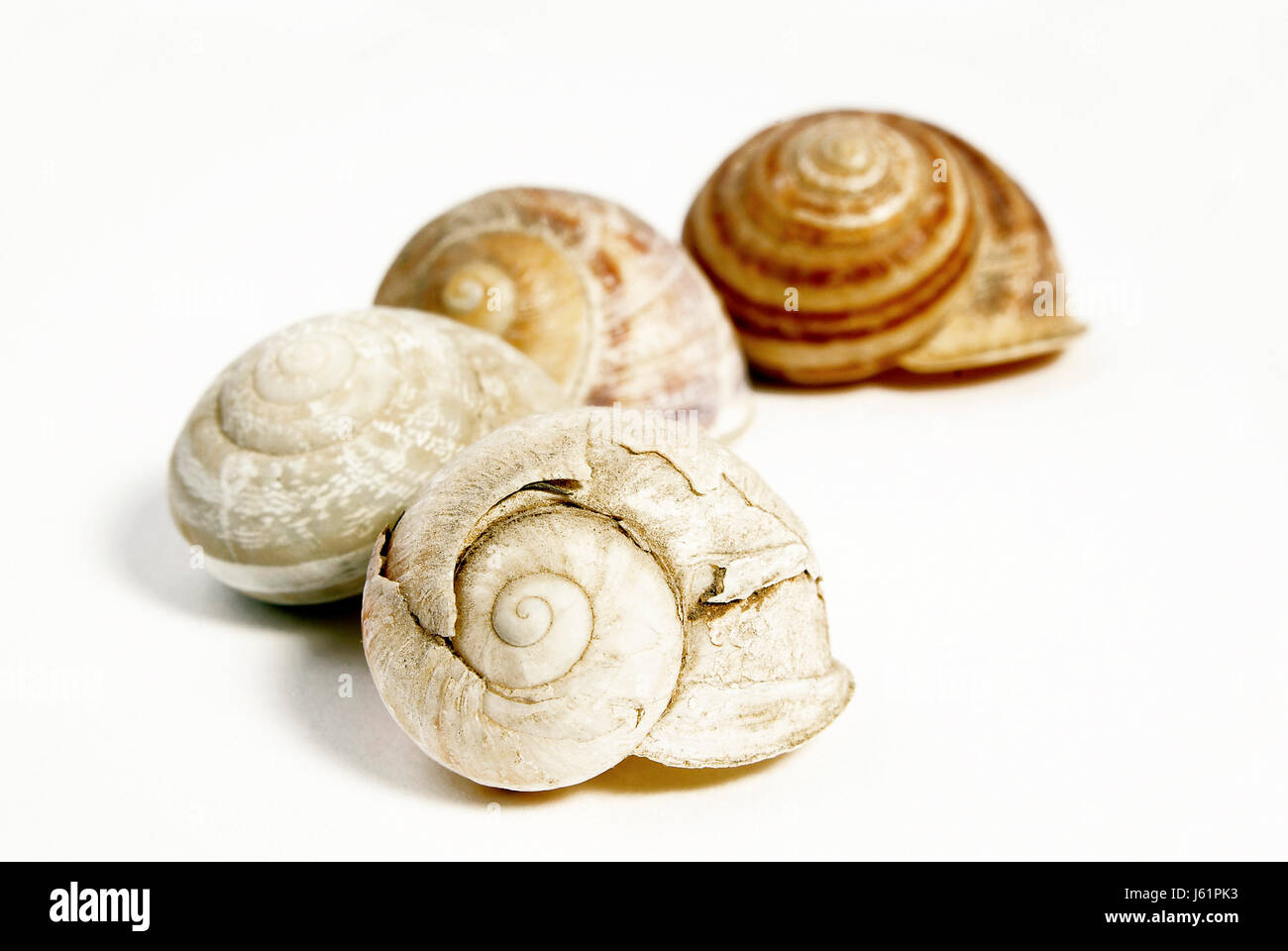 decay snail shell metamorphosis to weather spiral snail decompose ...