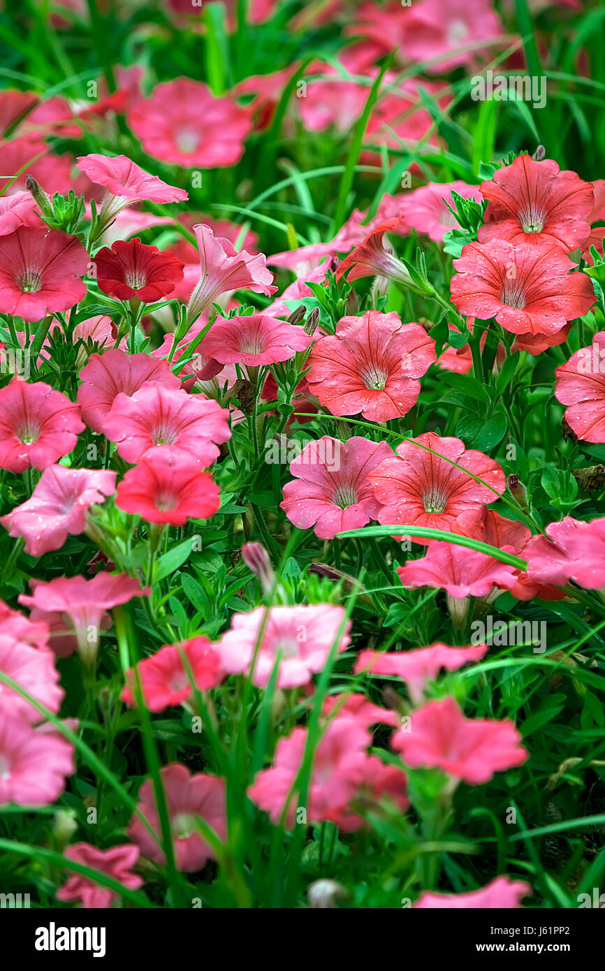 flower plant bloom blossom flourish flourishing asia flowers korea ...