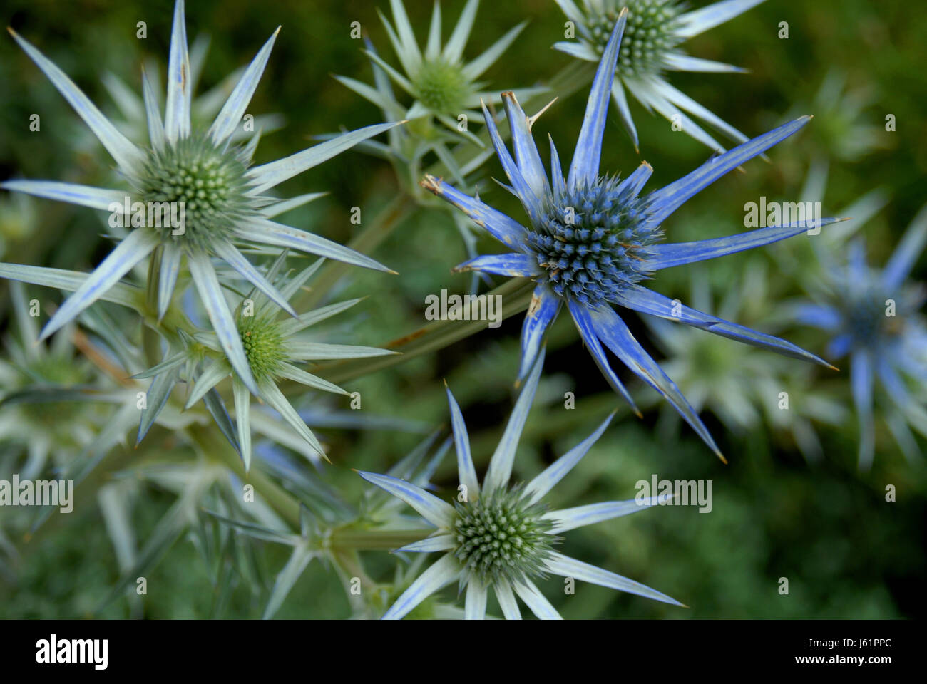 blue flower plant flora thistle nature blue flower plant flora thistle ...
