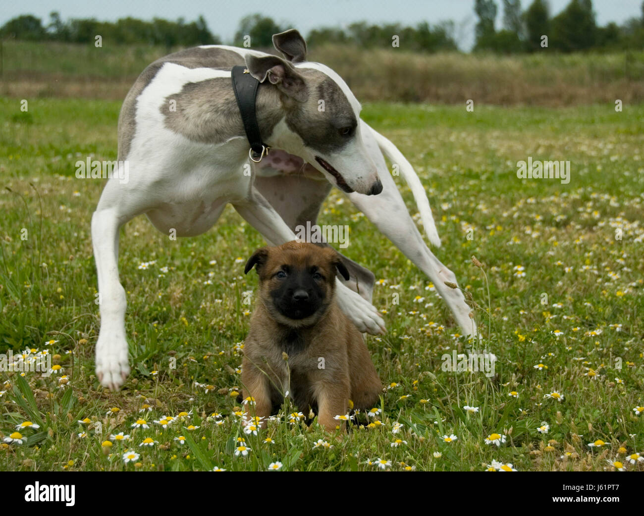 game tournament play playing plays played dog puppy greyhound shepherd ...