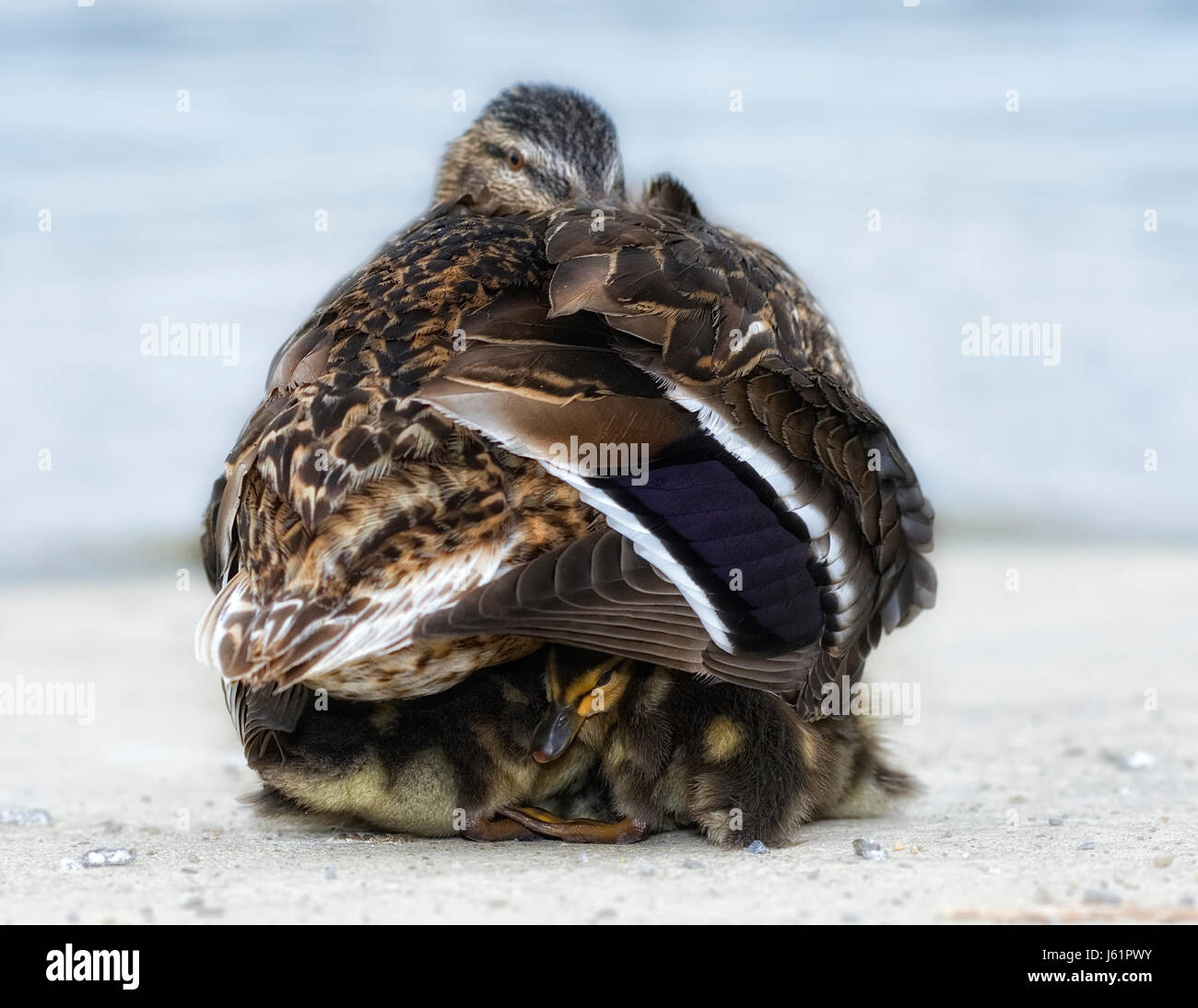 offspring ducks welfare chick hideout familiy family offspring ...