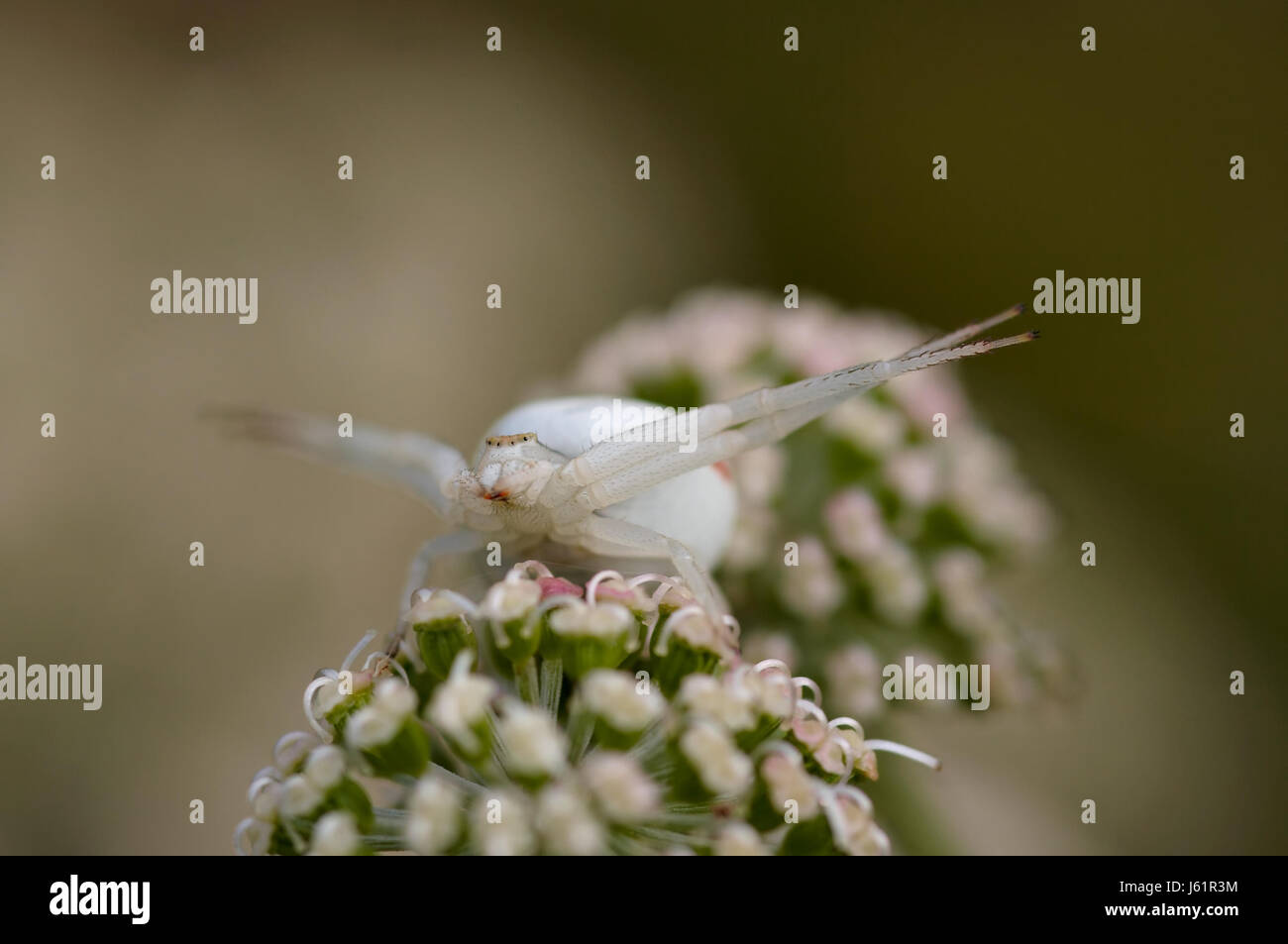 legs macro close-up macro admission close up view insect hunter spider ...