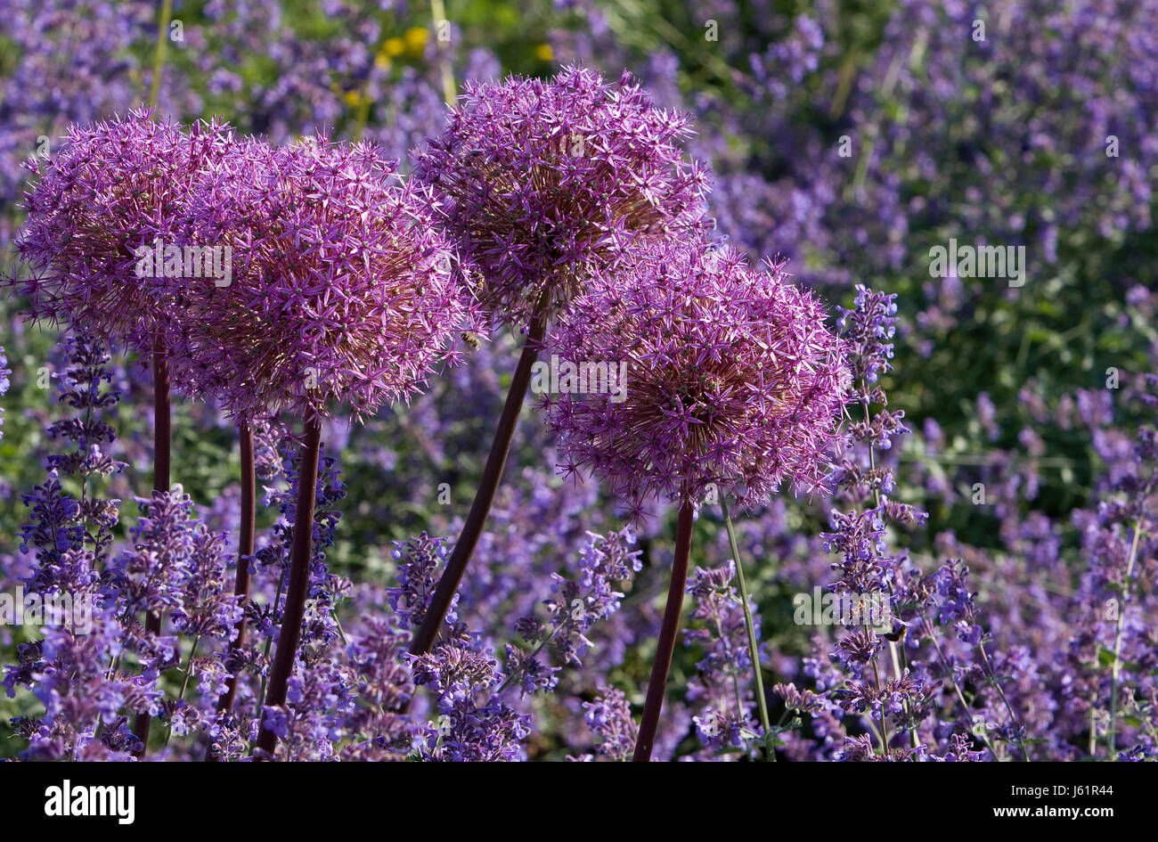 purple leek bulb flower purple leek bulb flower sternkugel allium ...