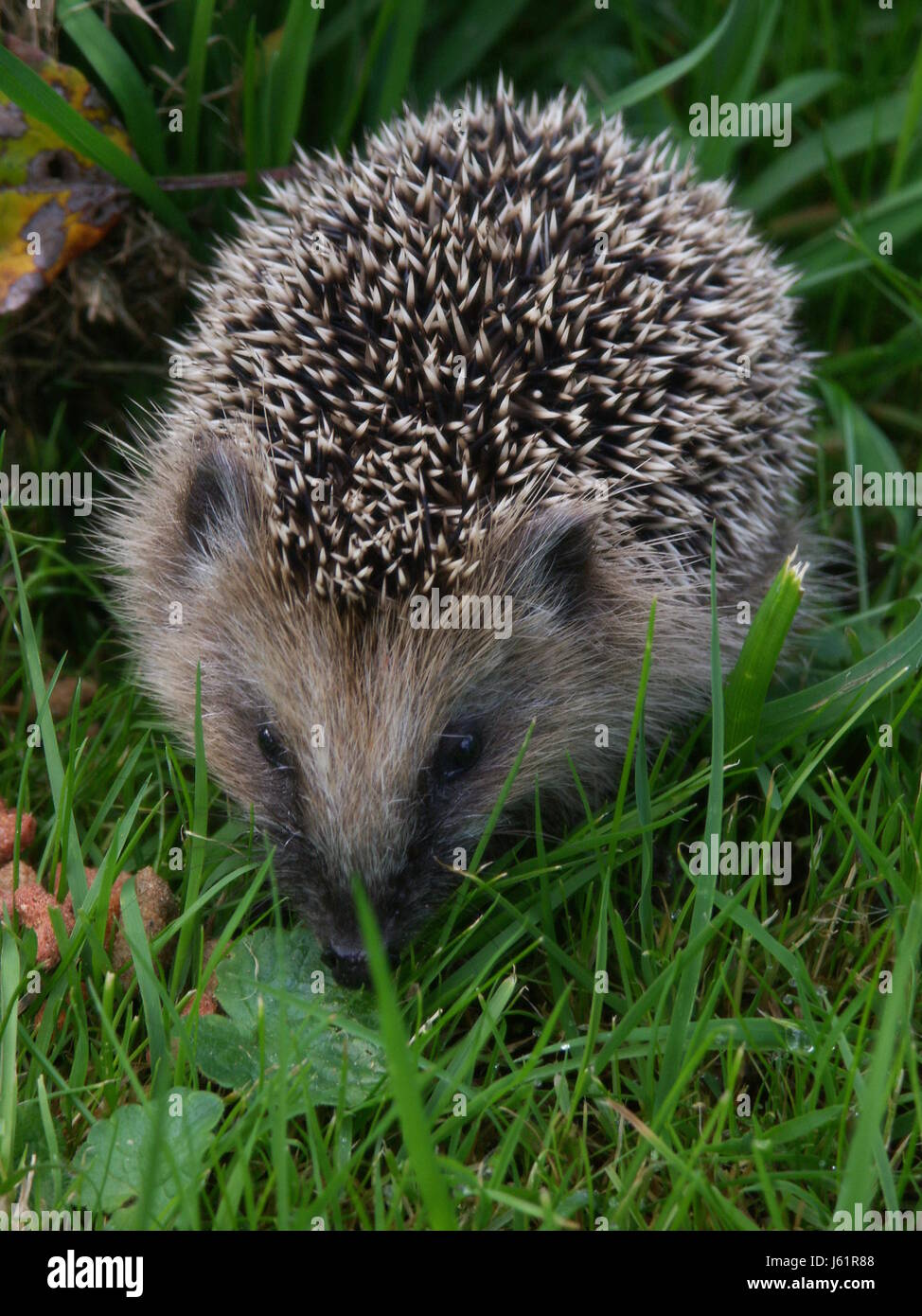 mammal prickle prickly hedgehog insectivore insectivorous environment ...