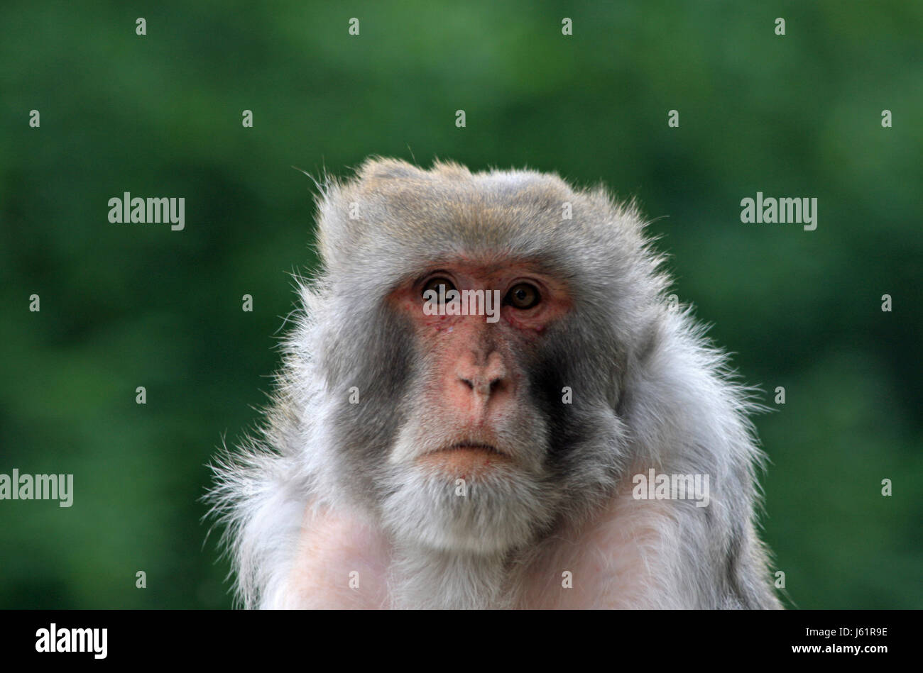 animal face monkey eyes look glancing see view looking peeking looking ...