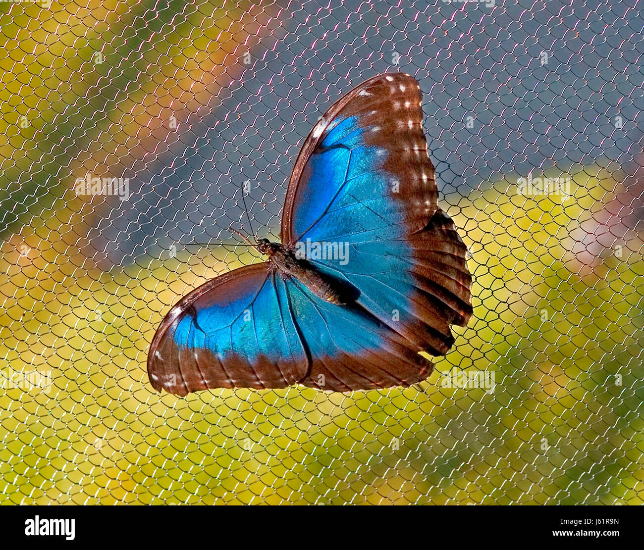 blue animal insect butterfly creature colorful nature blue animal ...