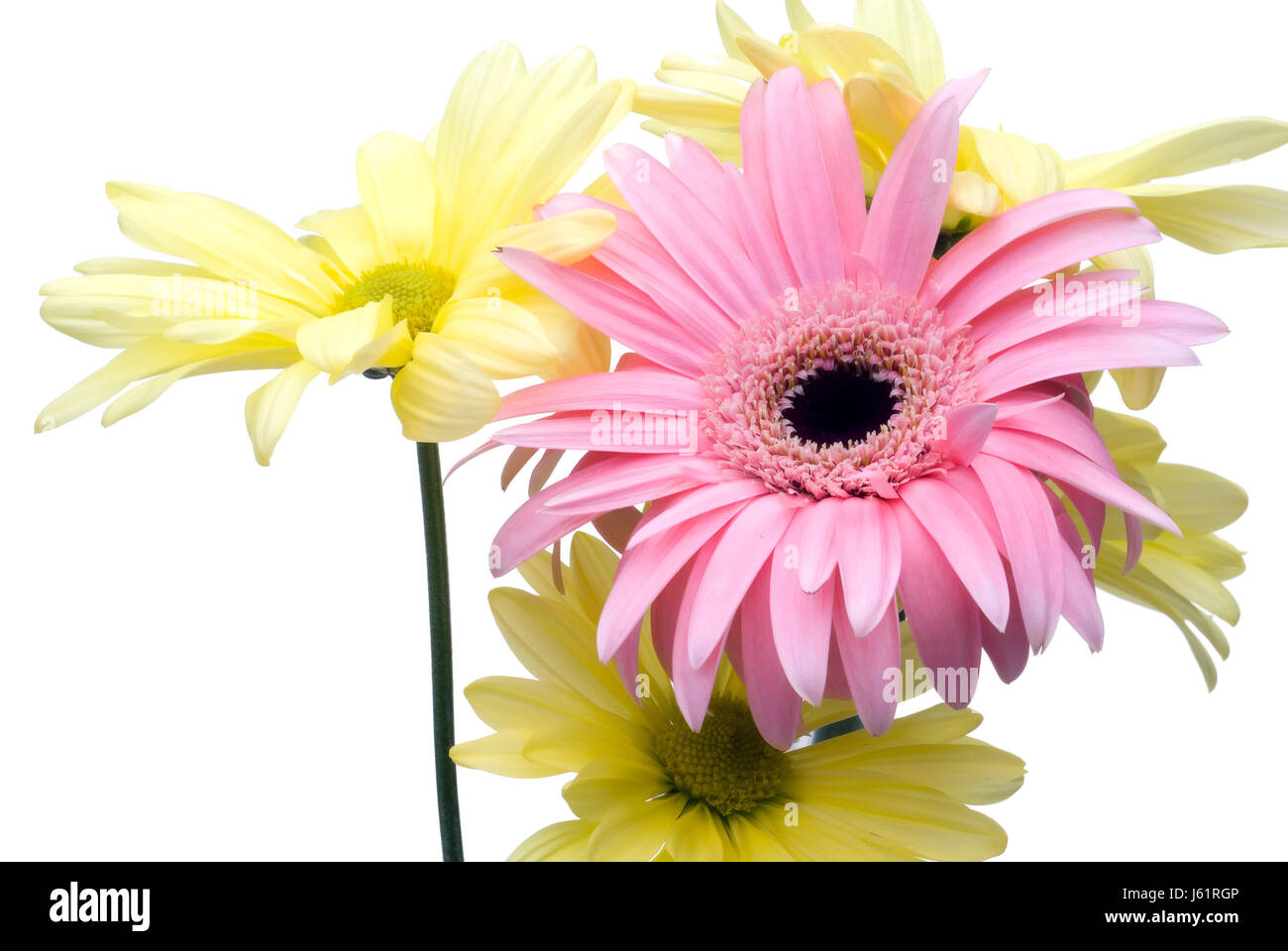 flower plant spring gerbera stalk stem yellow pink arrangement flower ...