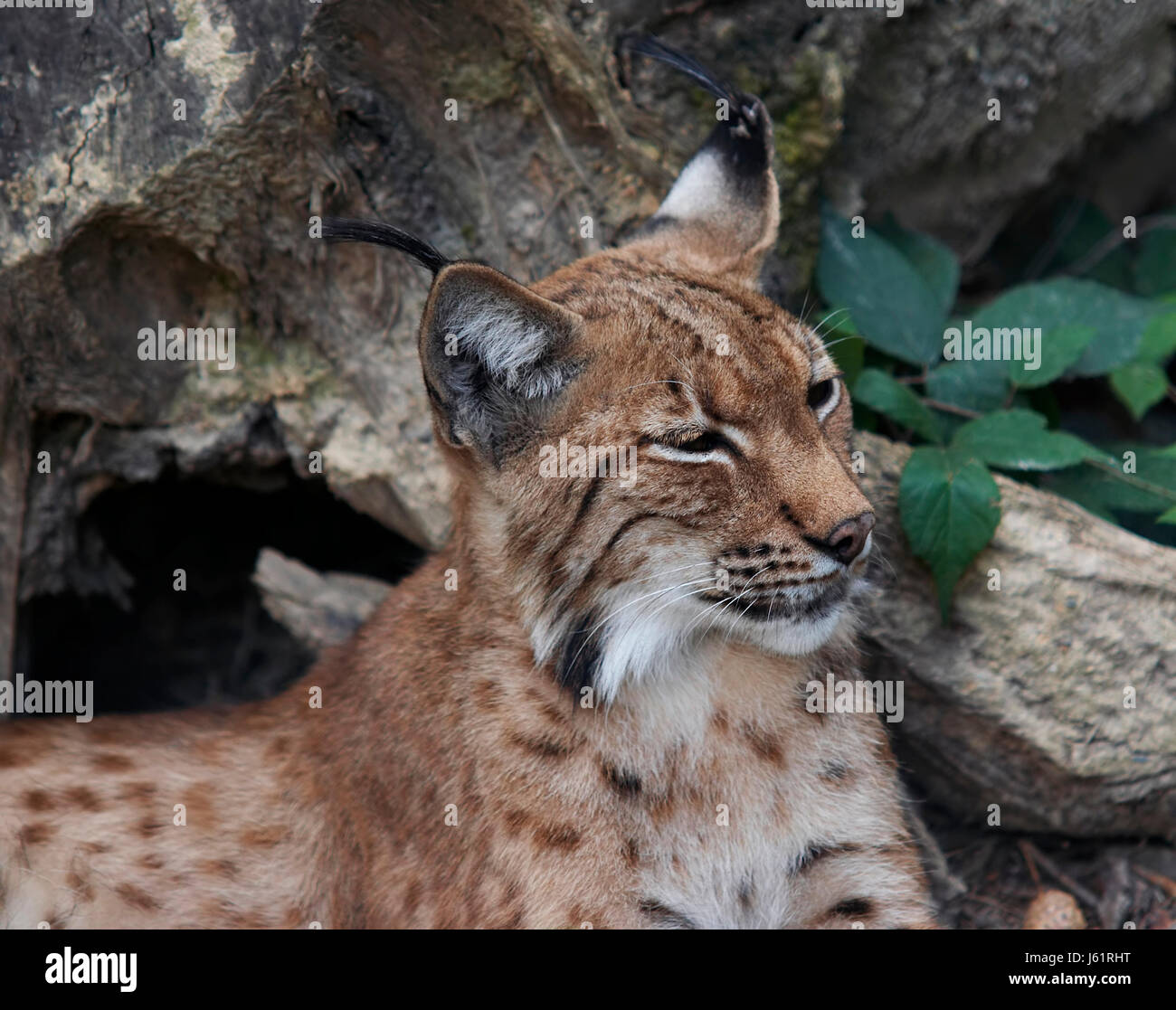 wild predator cat big cat feline predator lynx beast pussycat domestic ...