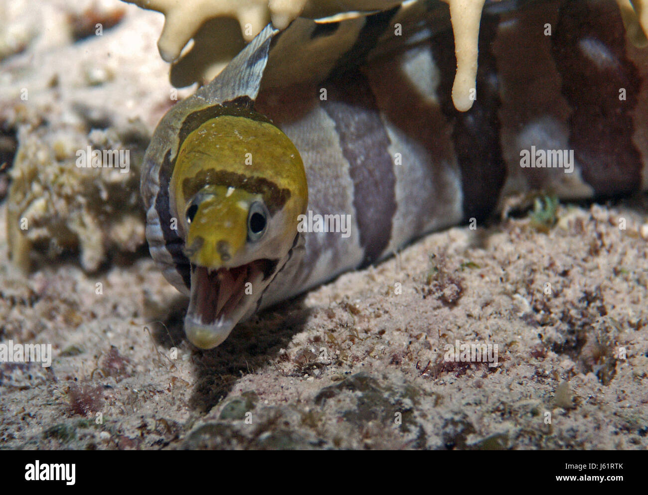 mouth fish underwater salt water water dive sea ocean corals mouth ...