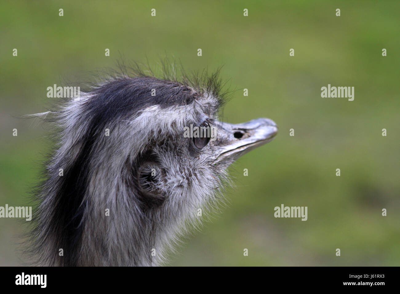 animal bird eye organ birds look glancing see view looking peeking ...