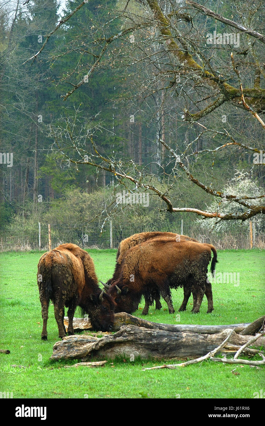 bovine cattle bison ruminant cattle breeding animal animals agriculture ...