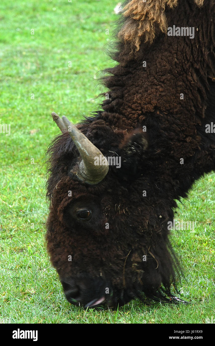 bovine cattle bison ruminant head animal animals agriculture farming ...