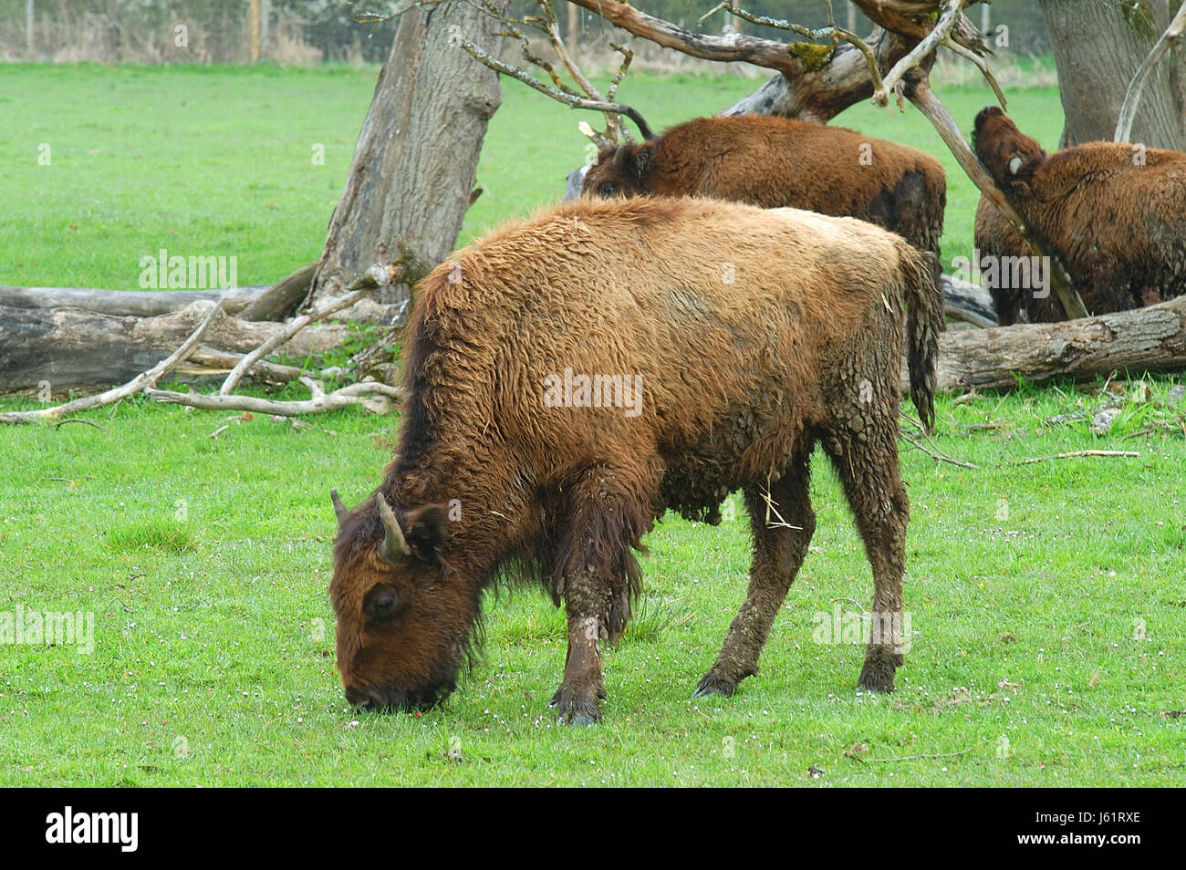 Bison breeding farm in hi-res stock photography and images - Alamy