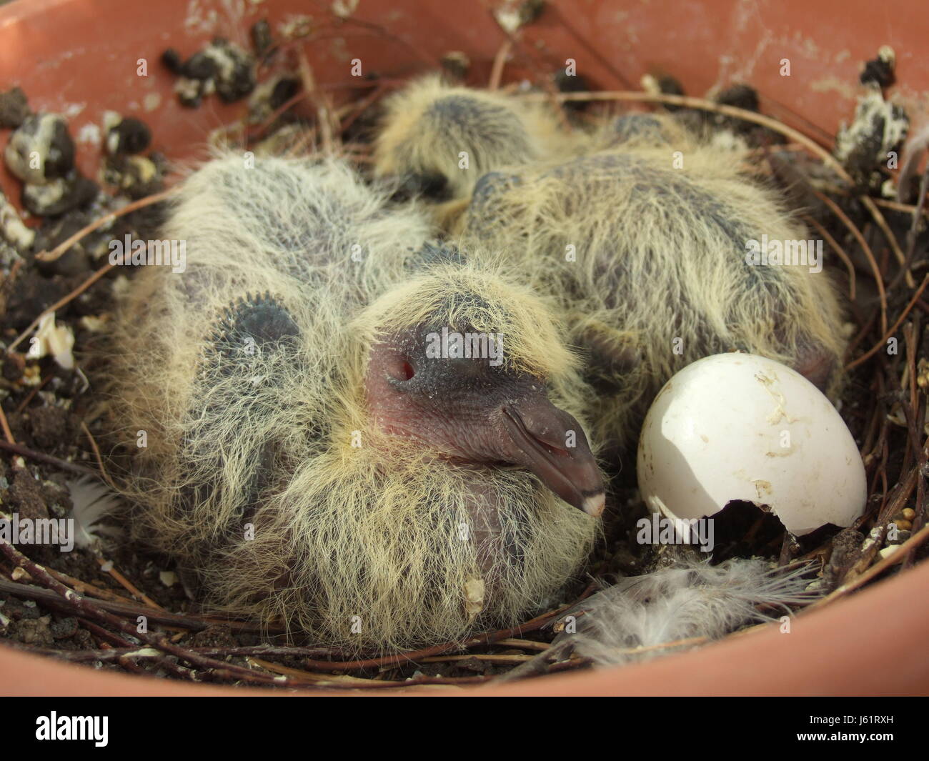 Sleep surprise hi-res stock photography and images - Alamy