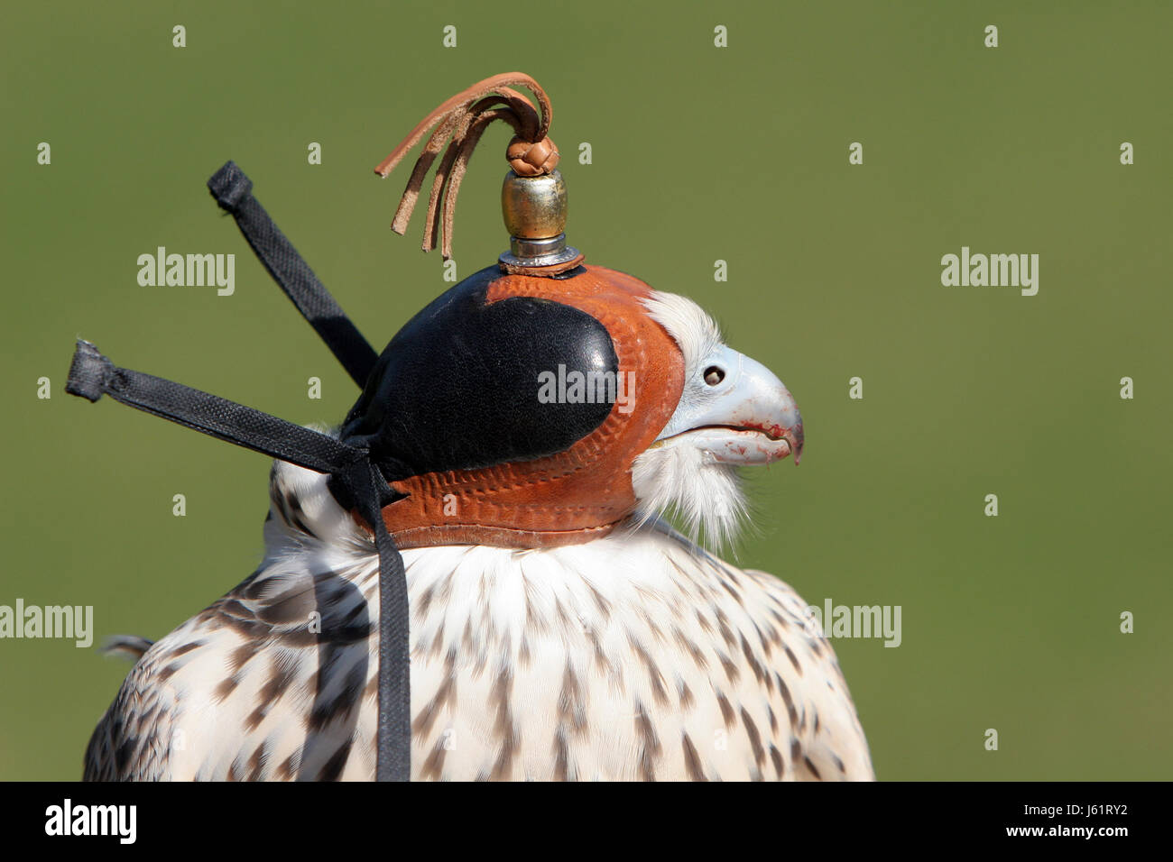 bird birds falcon raptor birds of prey cap animal bird brown brownish ...