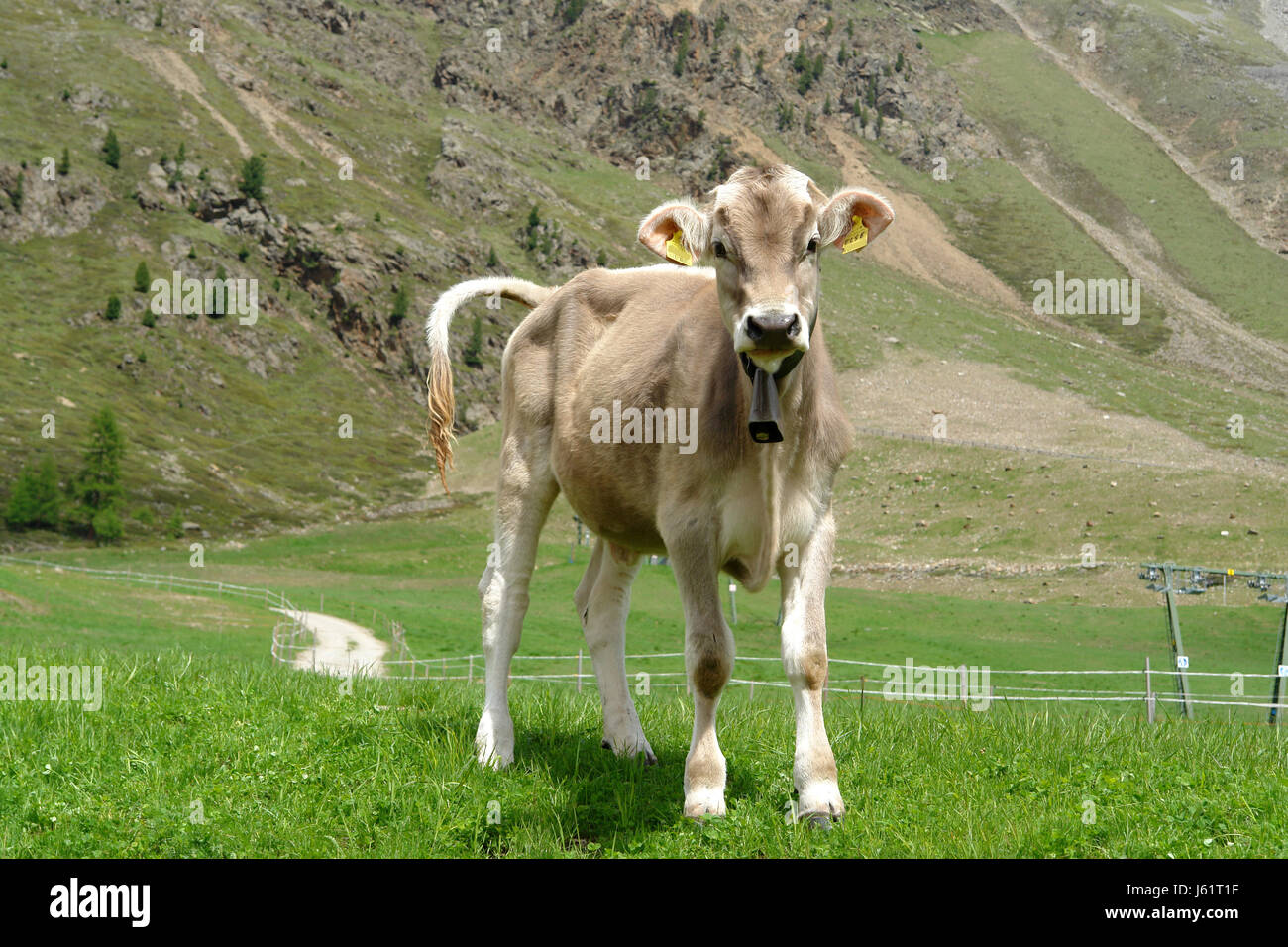 alp south tyrol cow farm animal milker mountain willow mammal alp south ...