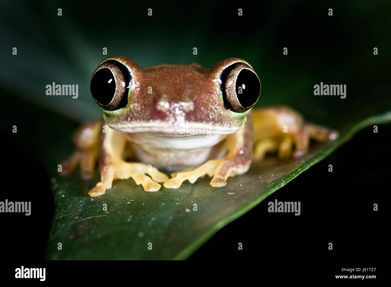 lemurs tree frog - phyllomedusa lemur 2 Stock Photo - Alamy