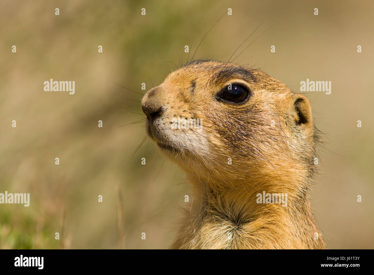 animal portrait rodent national park animal portrait rodent usa gnawers ...
