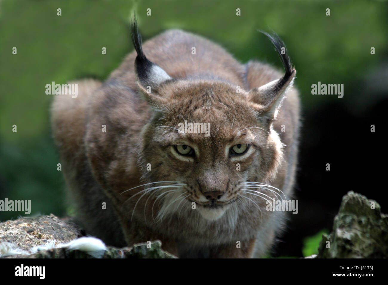animal big cat feline predator predator cat lynx lurking nature animal ...