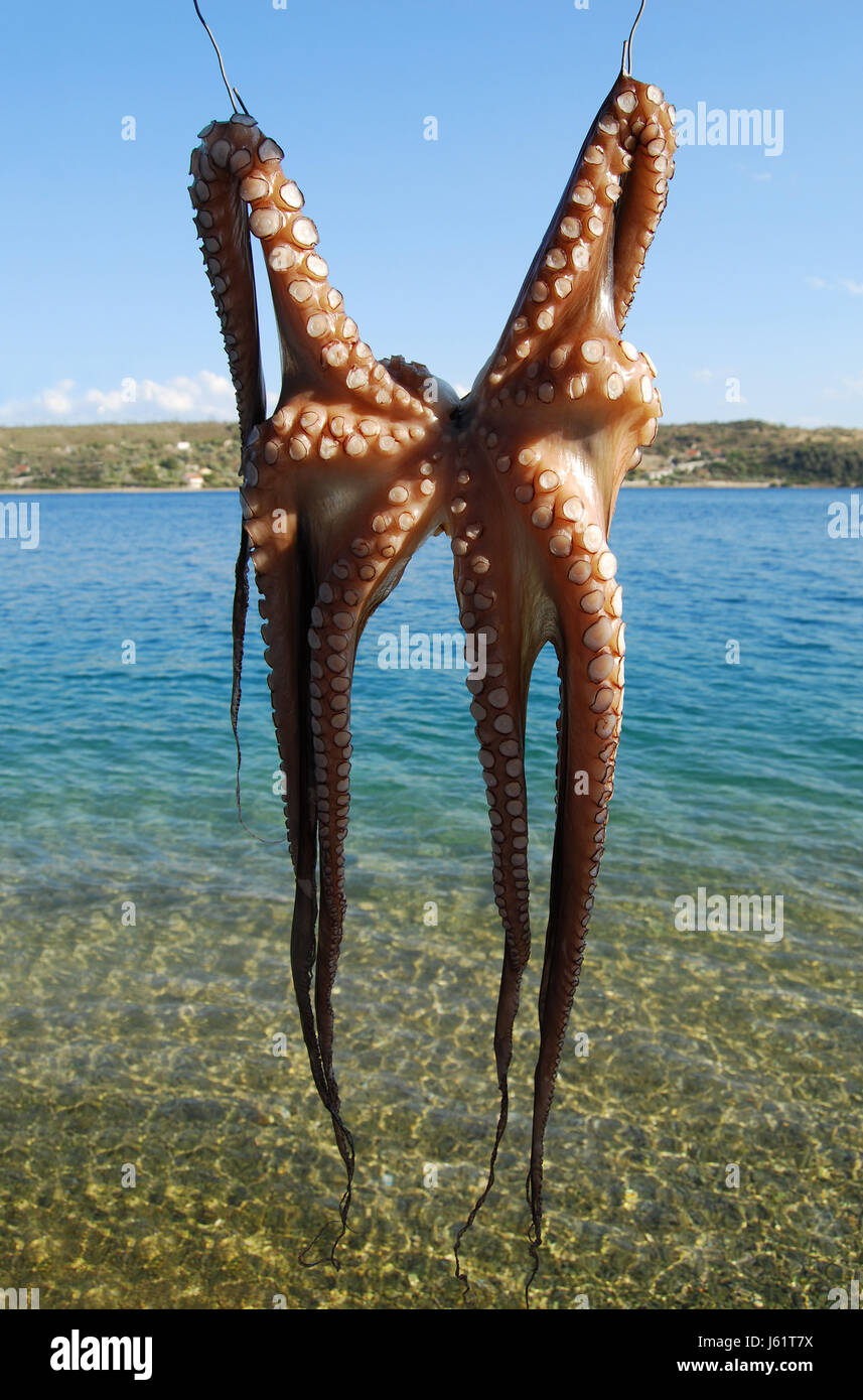 greece seafood squid speciality blue mollusc skin greece greek hang dry ...